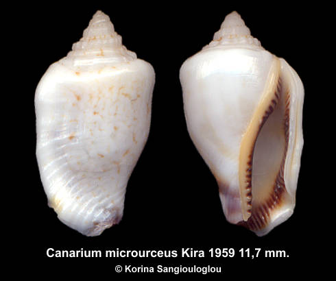 shellauction.net :: Canarium microurceus - 2720696