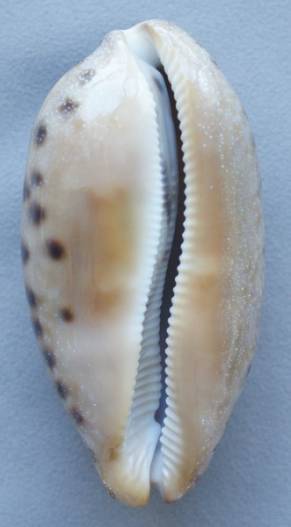 shellauction.net :: Chelycypraea testudinaria - 2722012