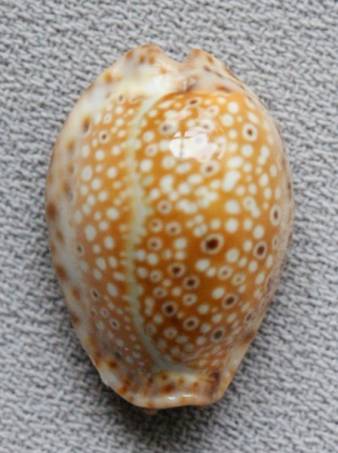 shellauction.net :: Naria ocellata - 2722254