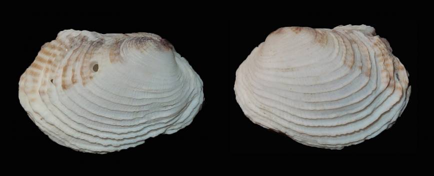 shellauction.net :: Irus ishibashianus - 2722588