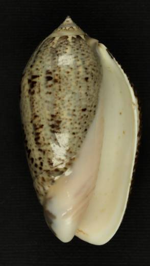 shellauction.net :: Oliva incrassata - 2728515