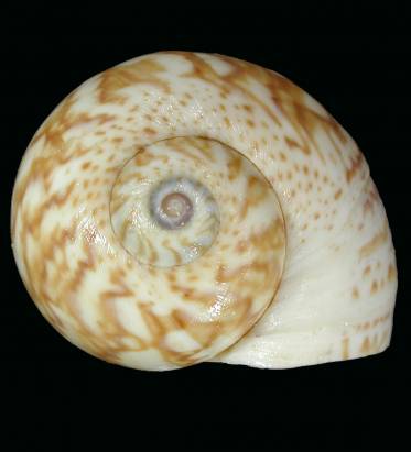 shellauction.net :: Natica fulminea - 2731507