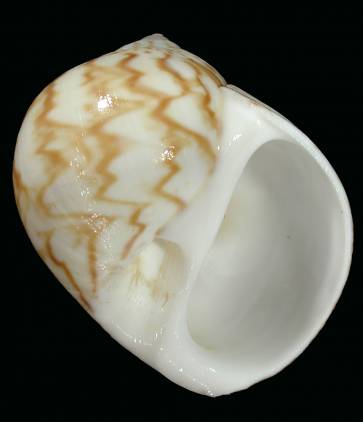 shellauction.net :: Natica fulminea - 2731510