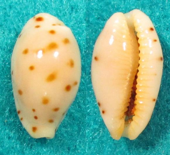 shellauction.net :: Notadusta punctata berinii - 2733119