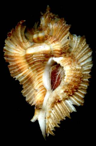 shellauction.net :: Pterynotus miyokoae - 2735411