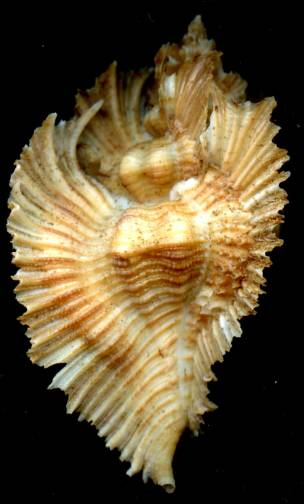 shellauction.net :: Pterynotus miyokoae - 2735411