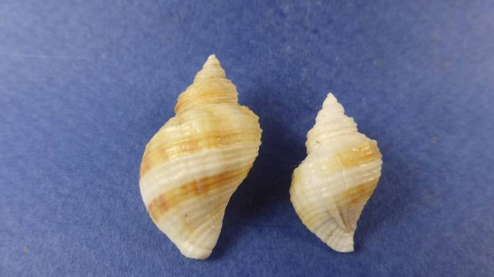 shellauction.net :: Nucella lima - 2737440