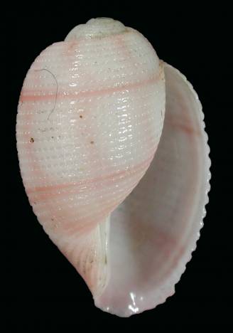 shellauction.net :: Bullina nobilis - 2738090