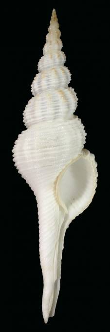 shellauction.net :: Fusinus salisburyi - 2739863