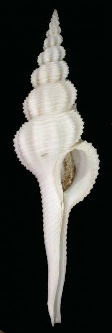 shellauction.net :: Fusinus forceps - 2739887