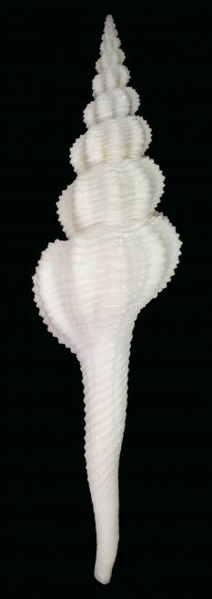 shellauction.net :: Fusinus forceps - 2739887