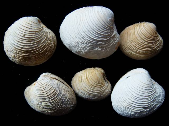 shellauction.net :: Venus nux - 2741446