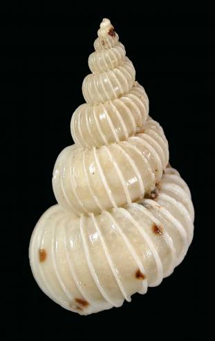 shellauction.net :: Epitonium pallasi - 2748248