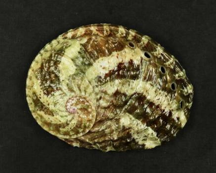 shellauction.net :: Haliotis ovina - 2750260