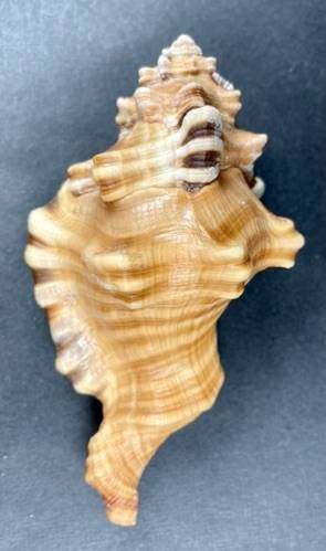 shellauction.net :: Cymatium perryi - 2750302