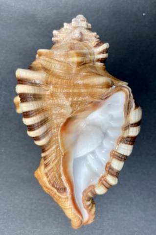 shellauction.net :: Cymatium perryi - 2750302