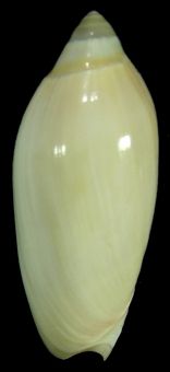 shellauction.net :: Amoria maculata f. volva - 2750711