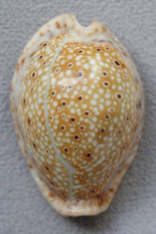 shellauction.net :: Naria ocellata - 2751532