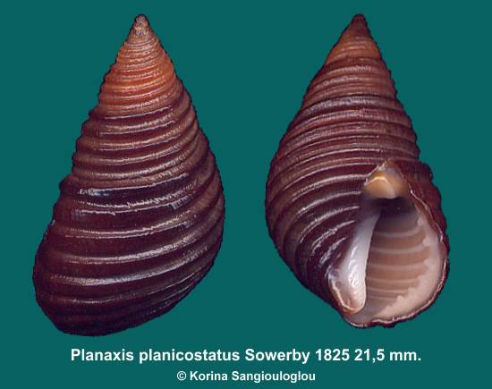 shellauction.net :: Planaxis planicostatus - 2754495