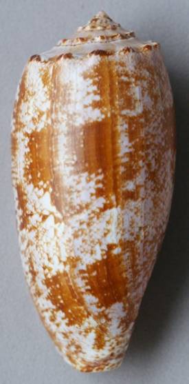 shellauction.net :: Conus geographus - 2755100