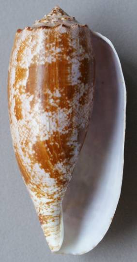 shellauction.net :: Conus geographus - 2755100