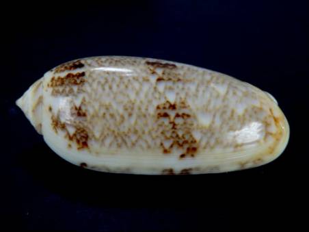 shellauction.net :: Oliva textilina - 2768572