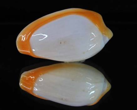 shellauction.net :: Prunum cinctum - 2770625