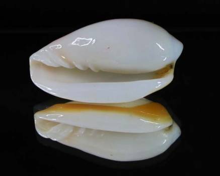 shellauction.net :: Prunum cinctum - 2770625