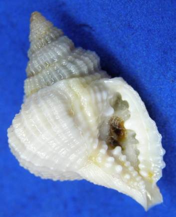 shellauction.net :: Distorsio euconstricta - 2772192