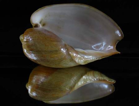 shellauction.net :: Cymbium olla - 2773944