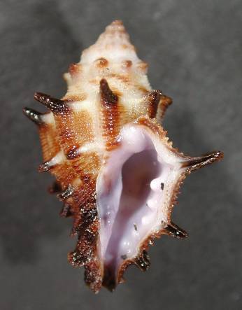 shellauction.net :: Morula spinosa - 2779718