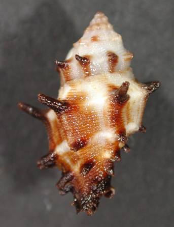 shellauction.net :: Morula spinosa - 2779718