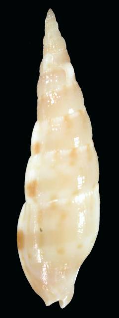 shellauction.net :: Colubraria nitidula - 2782268