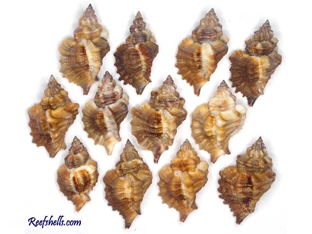 shellauction.net :: Ocenebra erinacea - 2785170