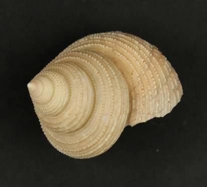 shellauction.net :: Calliostoma (Maurea) simulans - 2786904