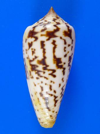 shellauction.net :: Conus janus - 2789194