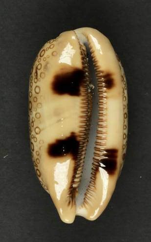 shellauction.net :: Cypraea argus argus - 2789584