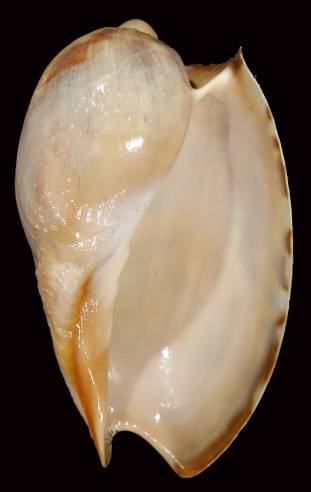 shellauction.net :: Cymbium marmoratum - 2791965