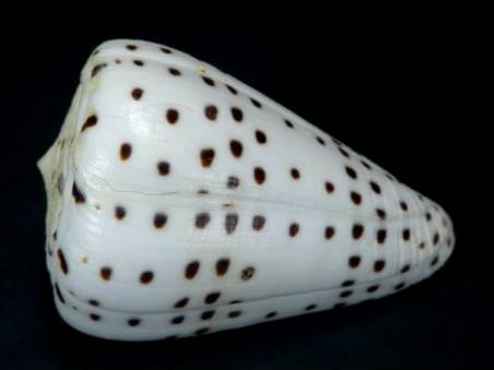 shellauction.net :: Conus eburneus - 2805098