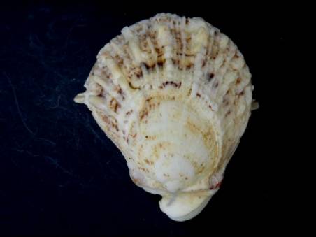 shellauction.net :: Spondylus castus - 2807596