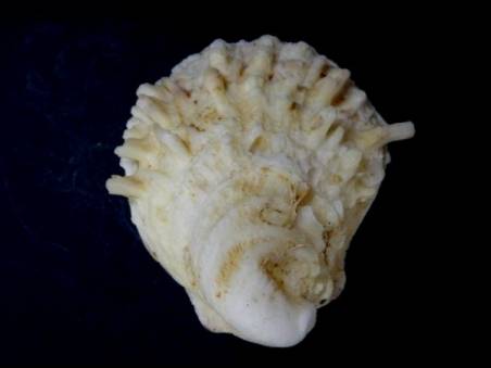 shellauction.net :: Spondylus castus - 2807596