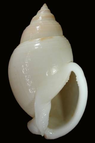 shellauction.net :: Semicassis bulla - 2808875