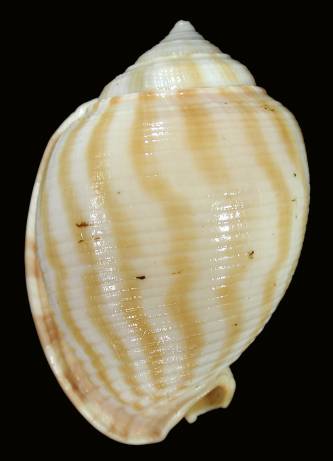 shellauction.net :: Phalium flammiferum breviculum - 2808900
