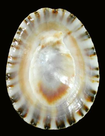 shellauction.net :: Cymbula safiana - 2811004