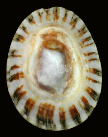 shellauction.net :: Cymbula safiana - 2811004