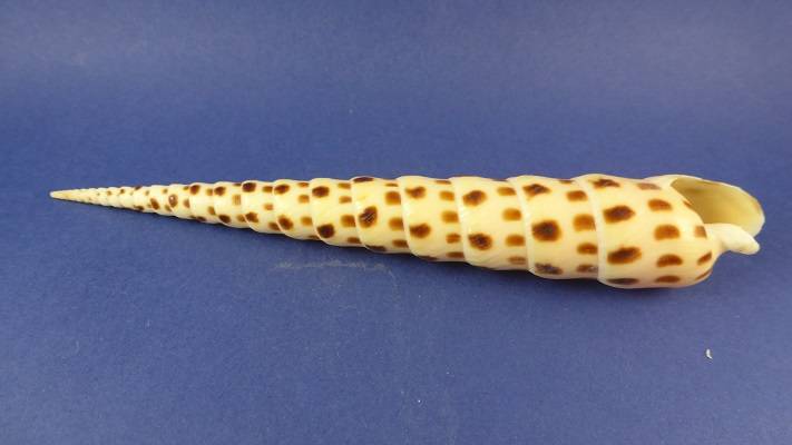 shellauction.net :: Terebra subulata - 2811191