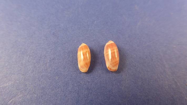 shellauction.net :: Volvarina taeniata - 2812311