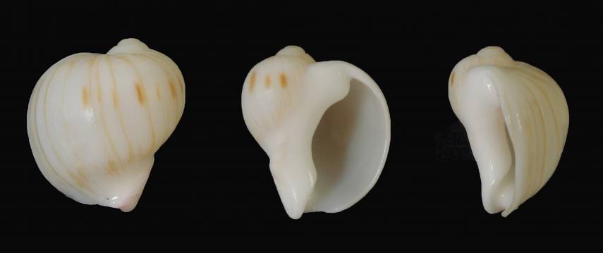 shellauction.net :: Melapium lineatum - 2812878