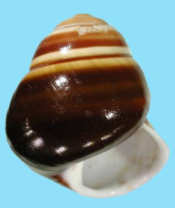 shellauction.net :: Helicostyla orbitula - 2815092