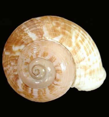 shellauction.net :: Cyclophorus linguiferus - 2815136